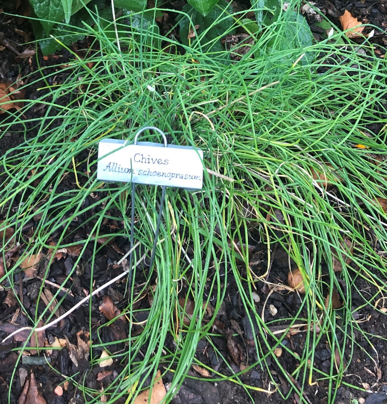 Grounds at Dumbarton – Dumbarton House